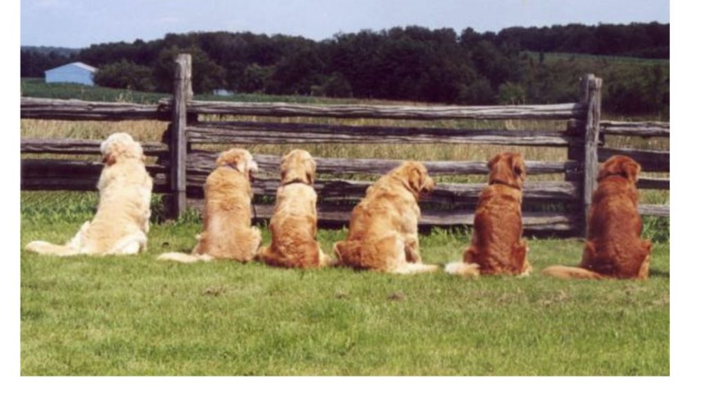 Angels of Gold, Golden Retriever Breeders – Golden Retrievers, Golden ...